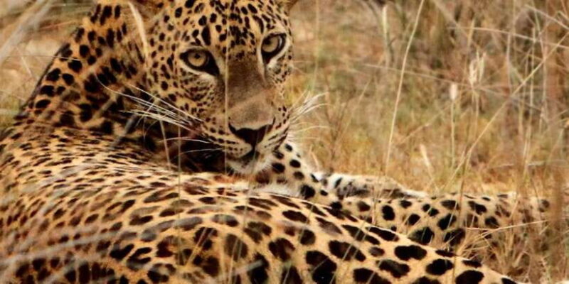 From Hambantota: Lunugamvehera National Park Wild Safari - The Sum Up