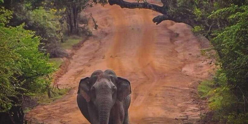 From Hambantota: Lunugamvehera National Park Wild Safari - FAQ