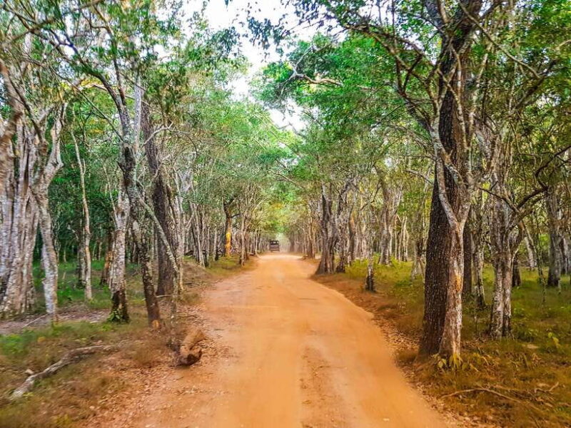 From Hambantota Port: Yala National Park Private Safari - Value for Money and Practical Considerations