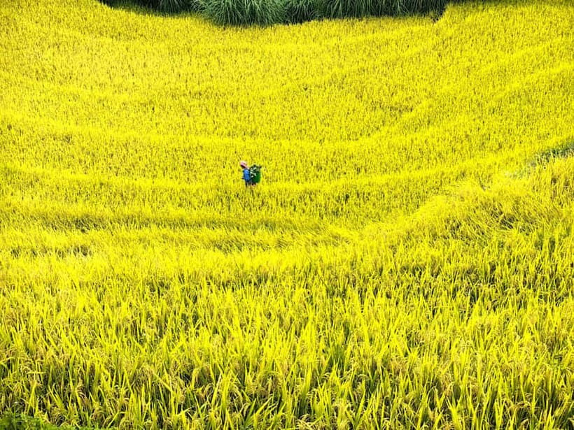 From Hanoi: 2-Day Mu Cang Chai and Khau Pha Pass Tour - Who Is This Tour Best Suited For?