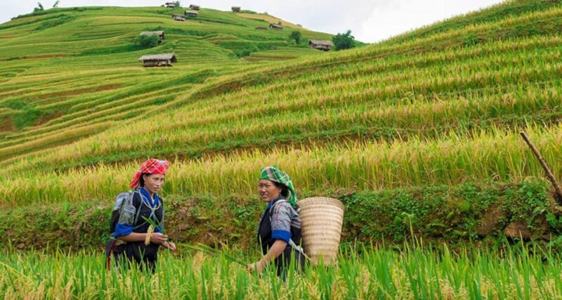 From Hanoi: 3-Day Sapa Trek with Guide, Homestay and Meals - Who Should Consider This Tour?