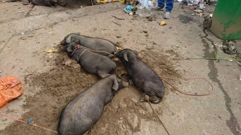 From Hanoi: 3-Day Sapa Trekking Trip with Meals and Homestay - Authenticity and Cultural Insights