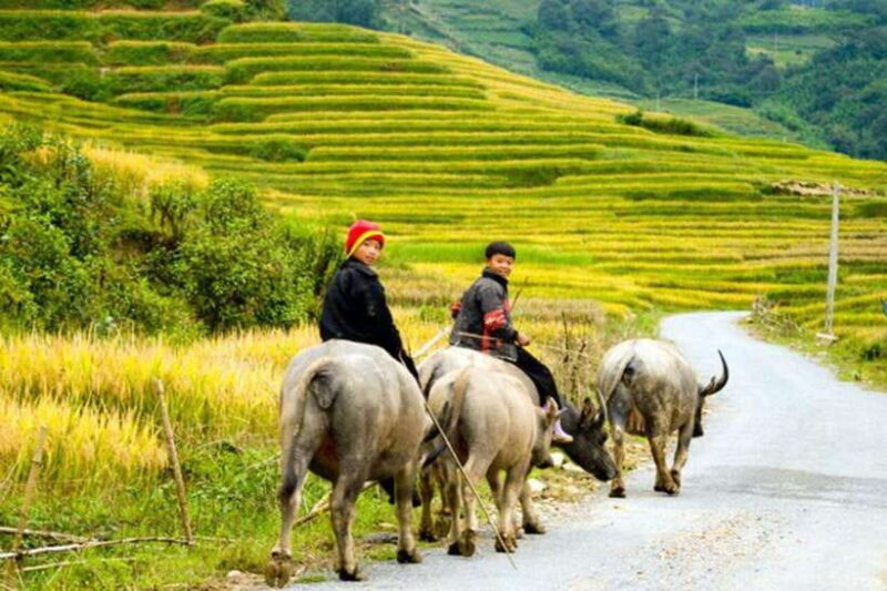From Hanoi: 5-Day Northern Sapa, Ninh Binh & Halong Bay Tour - Who Should Consider This Tour?