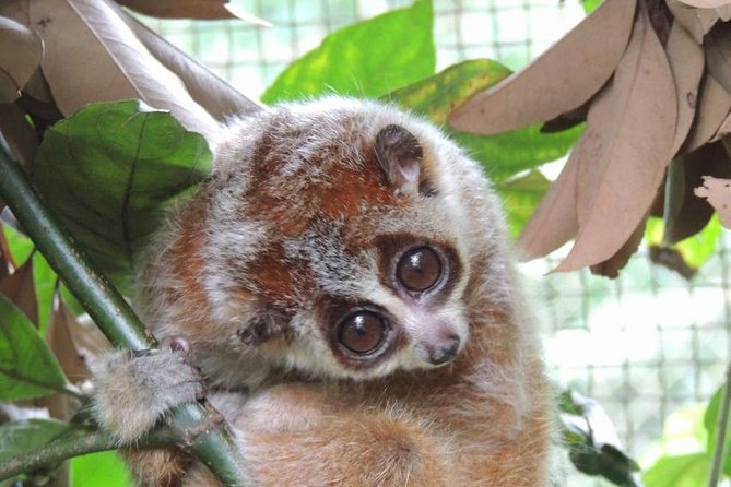 From Hanoi: Cuc Phuong National Park Day Trip by Private Car - FAQ