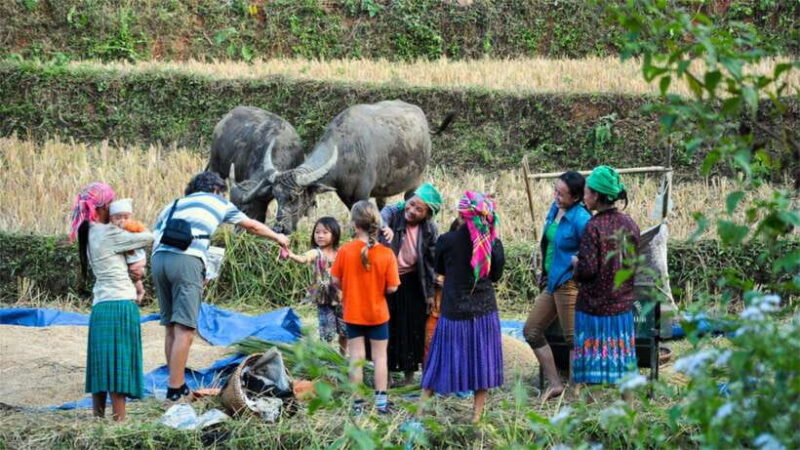 From Hanoi: Discover Cat Ba - Green Island - Authentic Experiences and Traveler Feedback