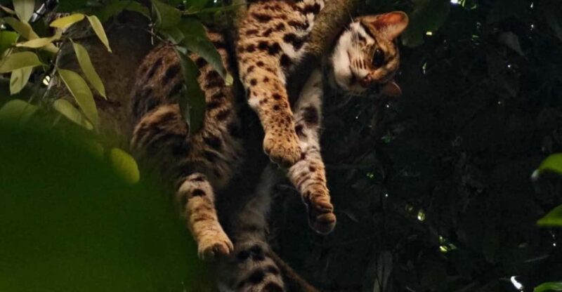 From Hanoi Explore Fresh Nature, See Wild Animal & Fireflies - What Travelers Say About This Tour