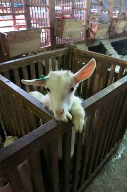 From Hanoi: Full-Day Authentic Vietnam Farming Tour - Introduction to the Experience