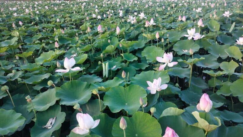 From Hanoi: Ninh Binh, Hoa Lu, Tam Coc boat trip & Mua cave - Practical Details and Experience