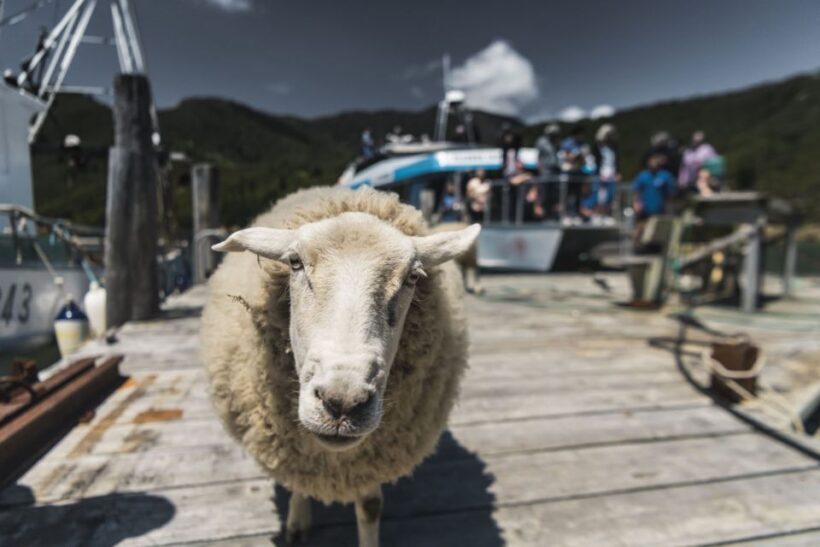 From Havelock: Marlborough Sounds Mail Boat Full-Day Cruise - Is It Worth the Price?
