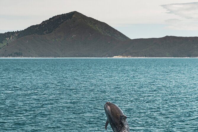 From Havelock to Marlborough Sounds Postie's Day Off Cruise - What We Loved and What to Consider