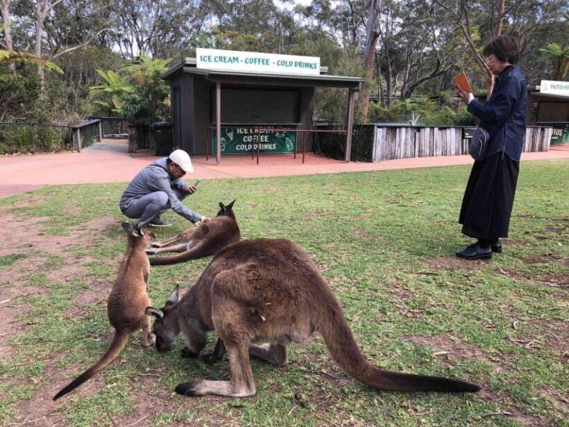 From Haymarket: Hunter Valley Wine and Wildlife Day Trip - An Accessible and Authentic Hunter Valley Experience