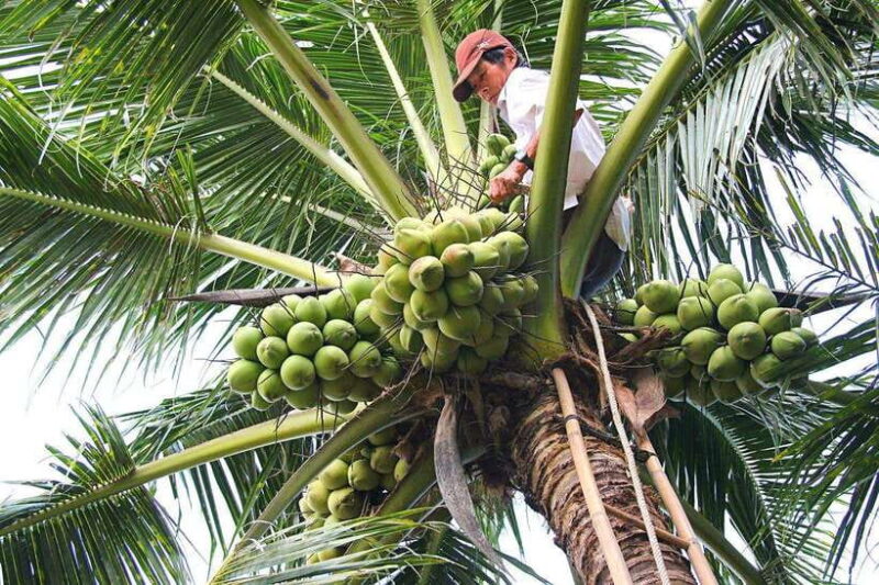 From HCM: 2-Day Tour Mekong Delta, Cai Rang Floating Market - What’s Included and What’s Not