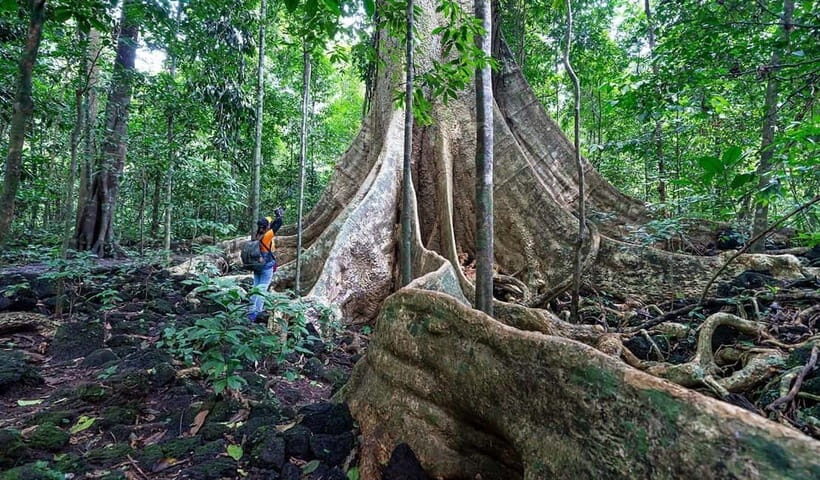 From HCM: Cat Tien Park Jungle Day Trip with Optional 2D1N - Key Points