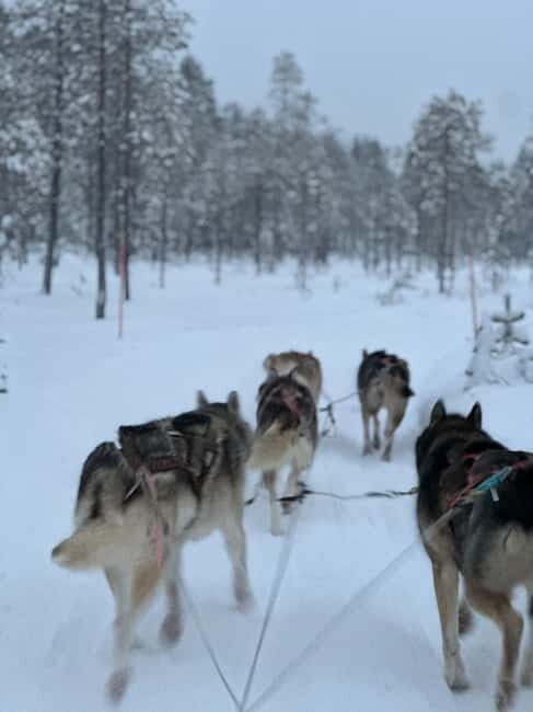 From Helsinki: 7-Day Lapland Northern Lights Tour - What Makes This Tour Stand Out