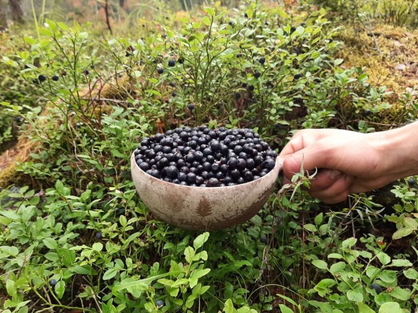 From Helsinki: Berry Picking Day Trip in a National Park - References