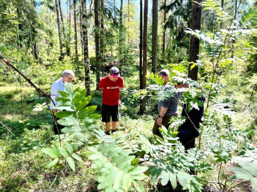 From Helsinki: Hike and Sauna in Sipoonkorpi National Park - An In-Depth Look at the Tour