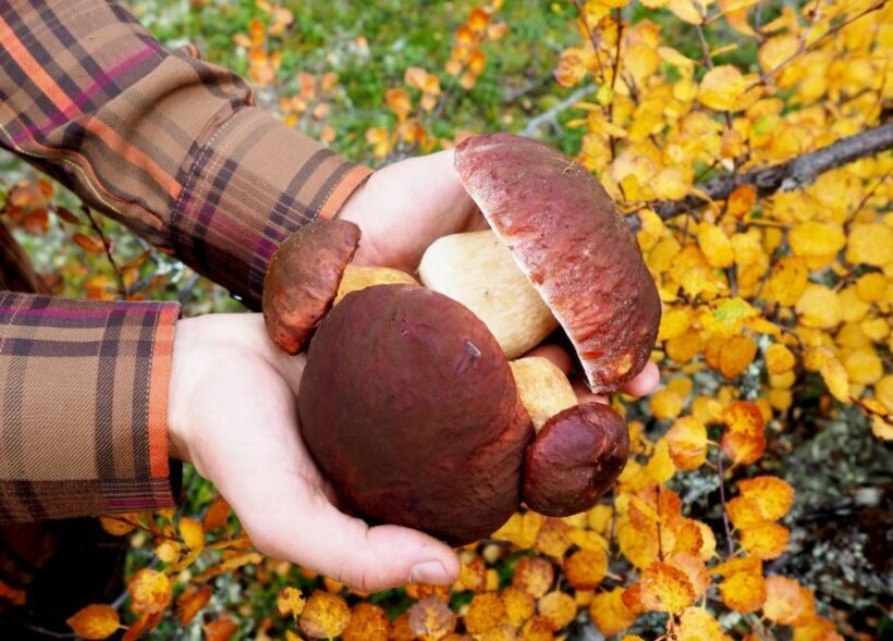 From Helsinki: Mushroom Hunting Tour in a National Park - What to Expect from a Day in the Forest