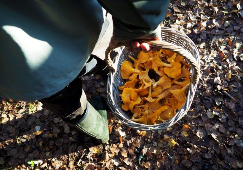 From Helsinki: Mushroom Hunting Tour in a National Park - Authenticity and Value