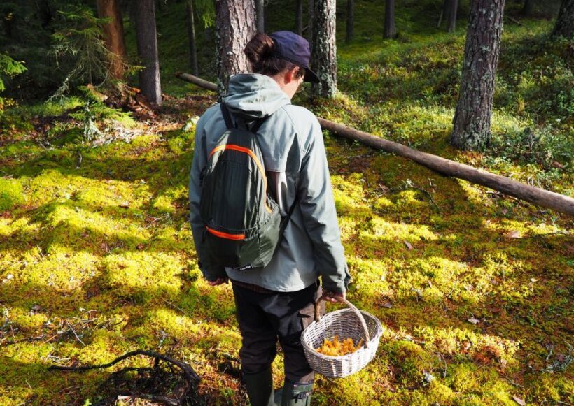 From Helsinki: Mushroom Hunting Tour in a National Park - The Sum Up