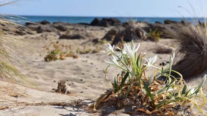 From Heraklion: Elafonisi Beach Day Tour with Pickup - The Cons and Considerations