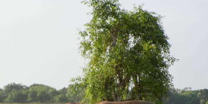 From Hikkaduwa/ Galle/ Mirissa - Yala National Park Safari - Practical Details and Tips for Travelers