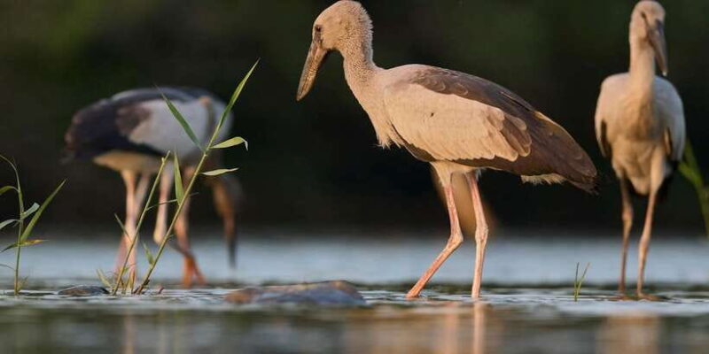 From Hikkaduwa/ Galle/ Mirissa - Yala National Park Safari - The Sum Up