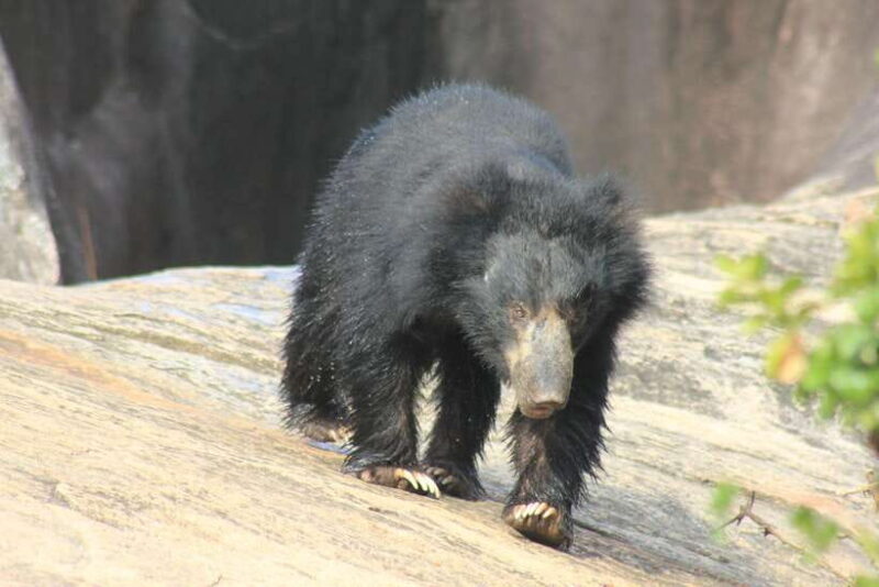 From: Hikkaduwa/ Galle/ Unawatuna/ Talpe - YALA Safari - Who Will Enjoy This Tour?