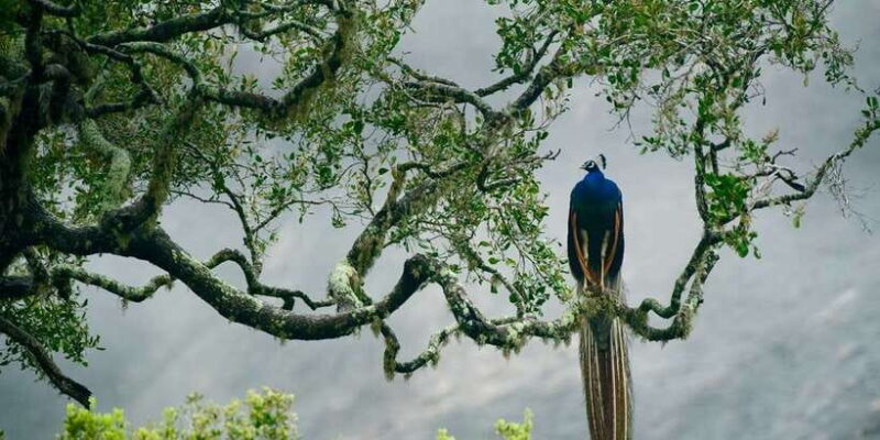 From Hikkaduwa: Udawalawe National Park Safari Tour - From Hikkaduwa: Udawalawe National Park Safari Tour – A Detailed Look