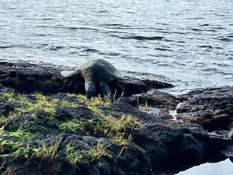 From Hilo: Hawaii Volcanoes National Park Tour - The Logistics and Value