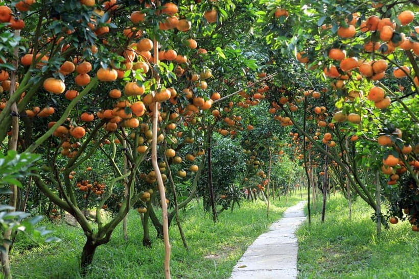From Ho Chi Minh 10-Day Discover Mekong & Central by Train - The Experience and Its Value