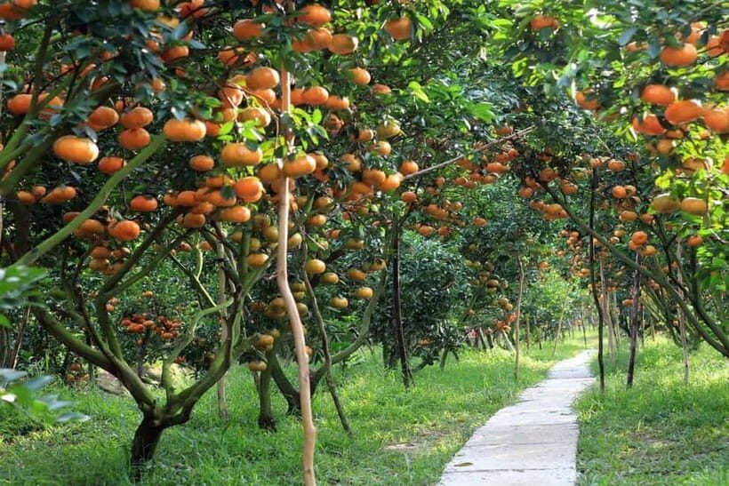 From Ho Chi Minh: 3-Day Mekong Delta and City Tour - Key Points