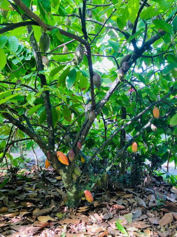 From Ho Chi Minh City: Less tourist 2D tour Ben Tre-Can Tho - Cycling and Village Life in Ben Tre