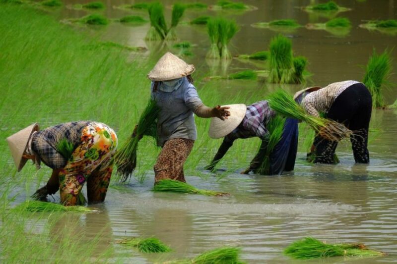 From Ho Chi Minh City: Mekong Delta Full-Day Private Tour - Key Points