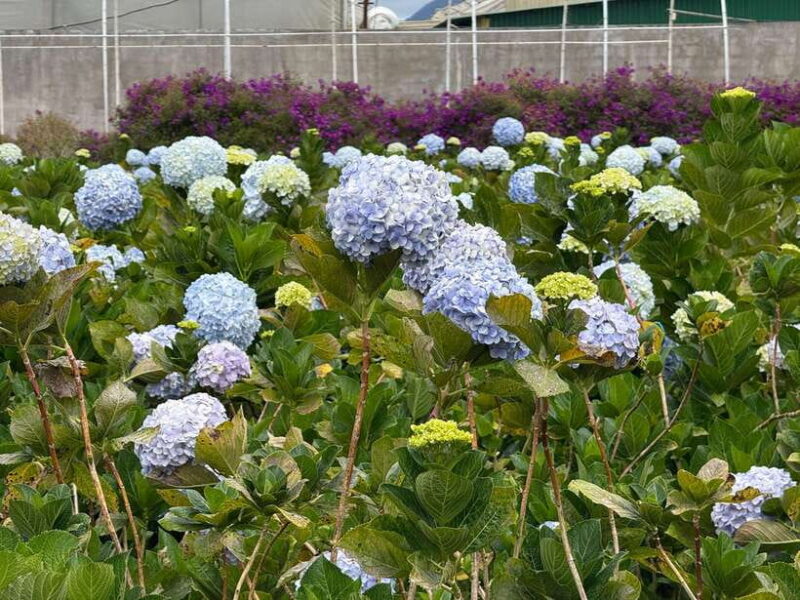 From Ho Chi Minh: Dalat 2-Days City Sightseeing Private Tour - Practical Tips