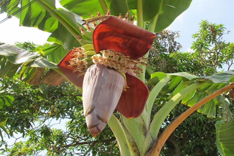 From Ho Chi Minh: Vinh Long Customized Private Tour - Frequently Asked Questions