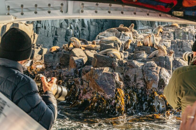 From Hobart/Adventure Bay: Bruny Island Wilderness Cruise - Introduction