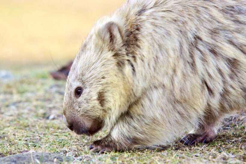 From Hobart: Day Tour to Maria Island with Bus Connection - An In-Depth Look at the Maria Island Day Tour