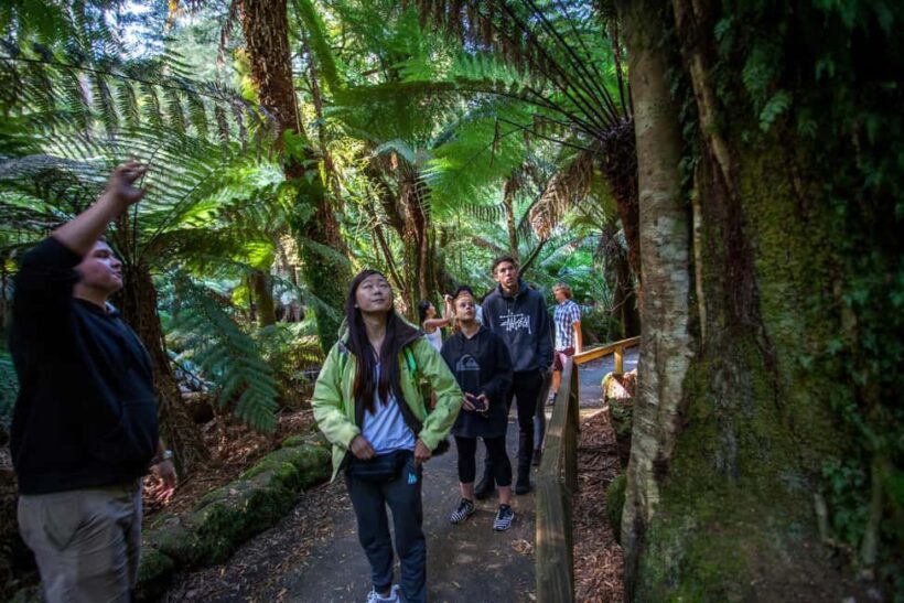 From Hobart: Mt. Field, Mt. Wellington and Wildlife Day Tour - Key Points