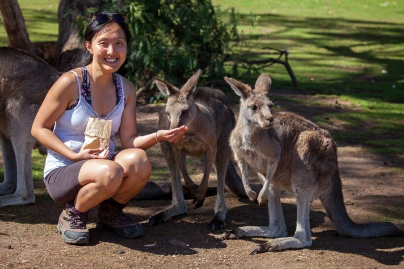 From Hobart: Mt. Field, Mt. Wellington and Wildlife Day Tour - FAQ