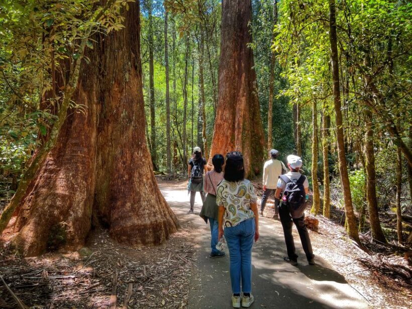 From Hobart: Mt. Field National Park and Russell Falls - Key Points