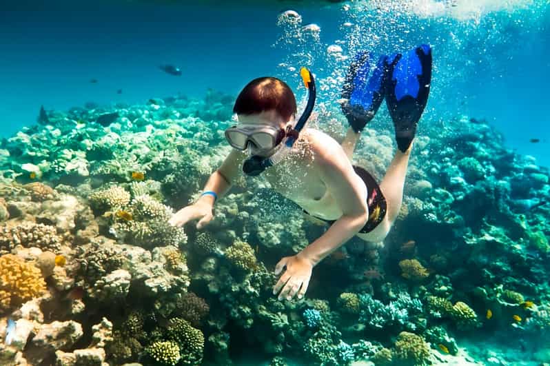 From Hoi An/ Da Nang: Swimming & Snorkeling In Cham Islands - Snorkeling and Diving at Chong/Ong Beach