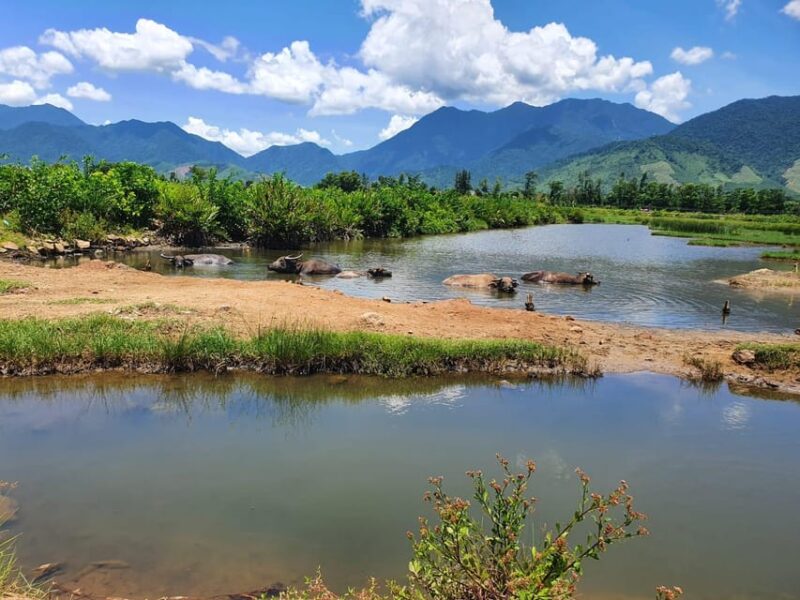 From Hoi An/Danang: Hai Van Pass Motorbike Tour to Hue - Why This Tour Offers Great Value