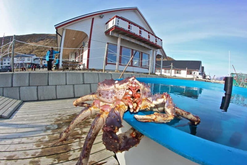 From Honningsvåg: North Cape and King Crabs Tour - Discovering the Arctic: What You Can Expect