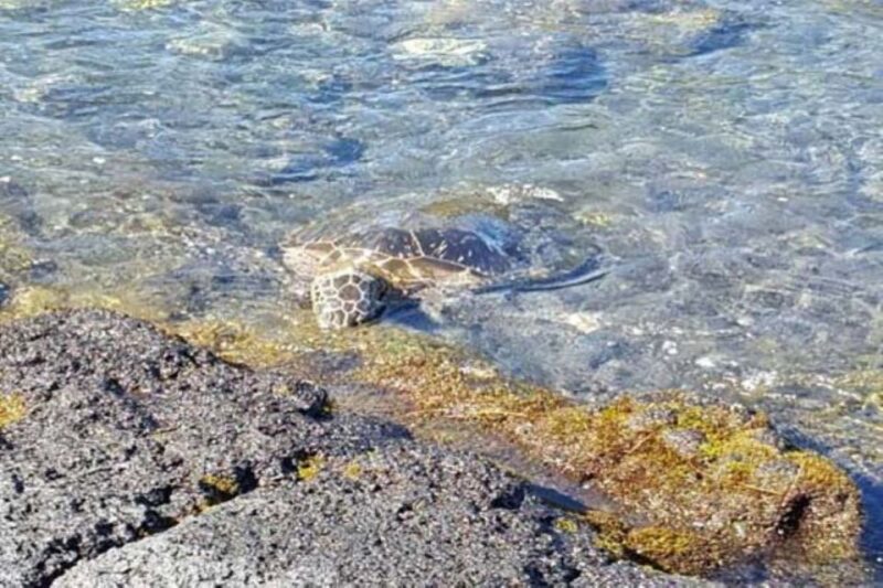 From Honolulu Harbor: Private Custom Tour on Oahu - Price and Value