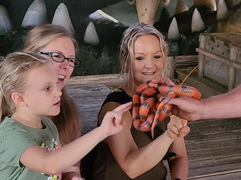 From Houston: Crocodile Encounter Entry Ticket - A Practical Look at the Crocodile Encounter Experience