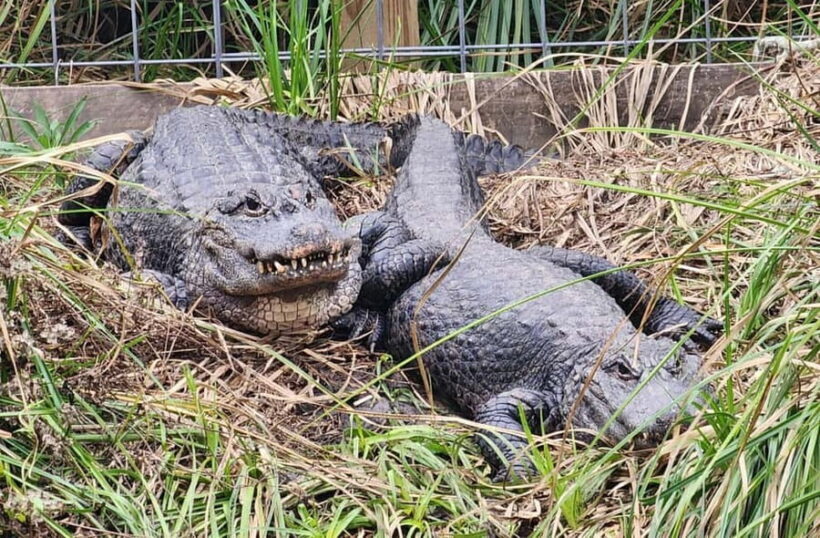 From Houston: Crocodile Encounter Entry Ticket - Who Is This Tour Best For?