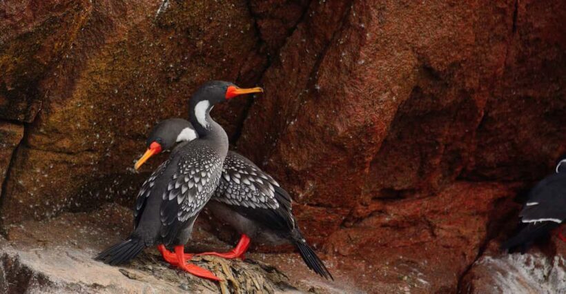 From Huacachina: Ballestas and Paracas Reserve - GROUP TOUR - Key Points