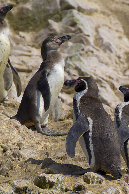 From Huacachina: Ballestas and Paracas Reserve - GROUP TOUR - Who Should Consider This Tour?