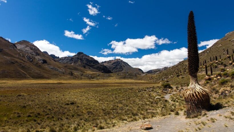 From Huaraz: Glacier Pastoruri and Puya Raimondi Day Tour - Practical Tips for Your Day