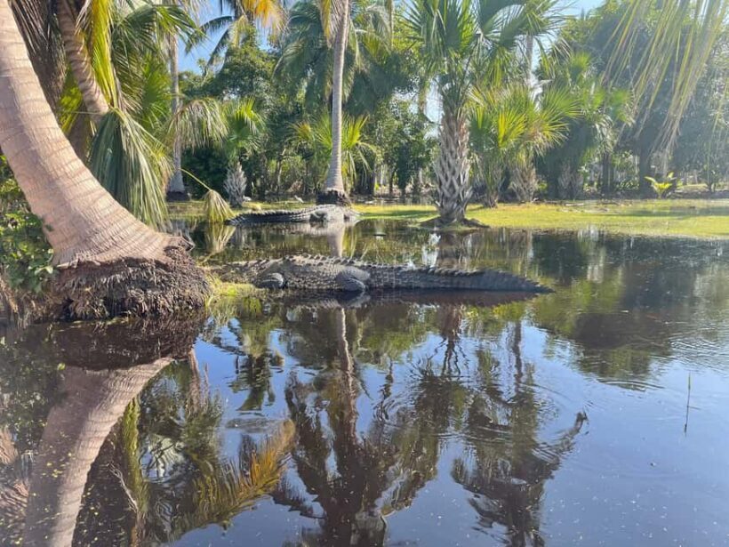 From Huatulco: Crocodile and Turtle Eco-Tour - Key Points